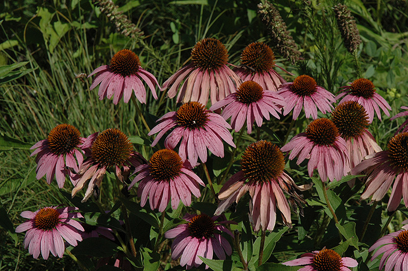 A New Look at Native Plants - English Gardens