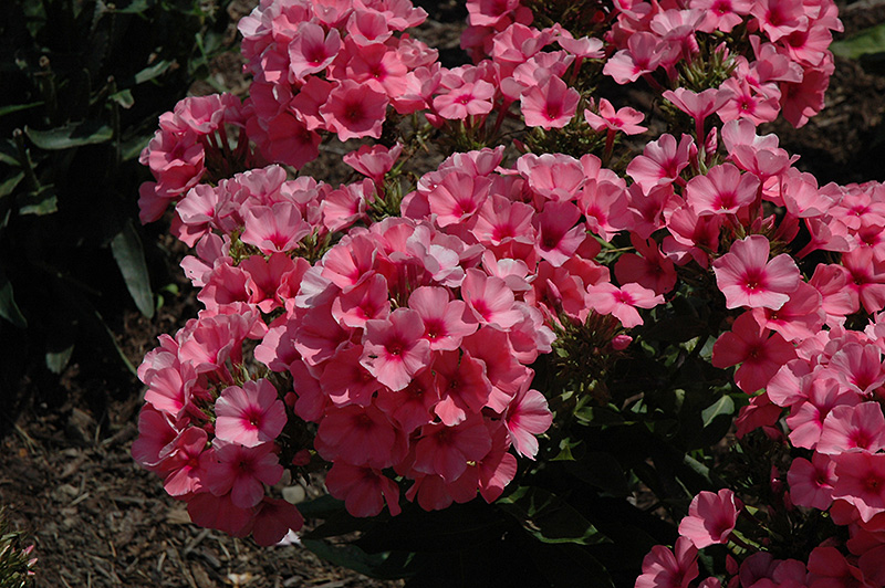 A New Look at Native Plants - English Gardens