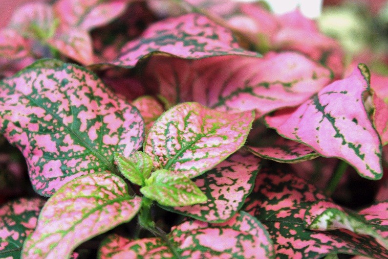 In Plants: PANTONE’s Color of the Year 2016 - English Gardens