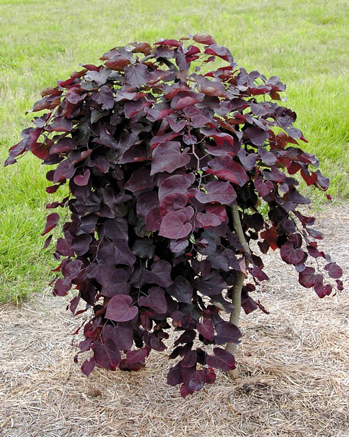 Plant Spotlight: Specimen Tree: Redbuds - English Gardens