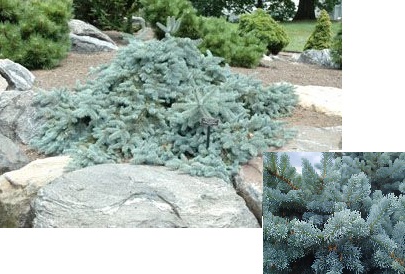 Specimen Plants - English Gardens