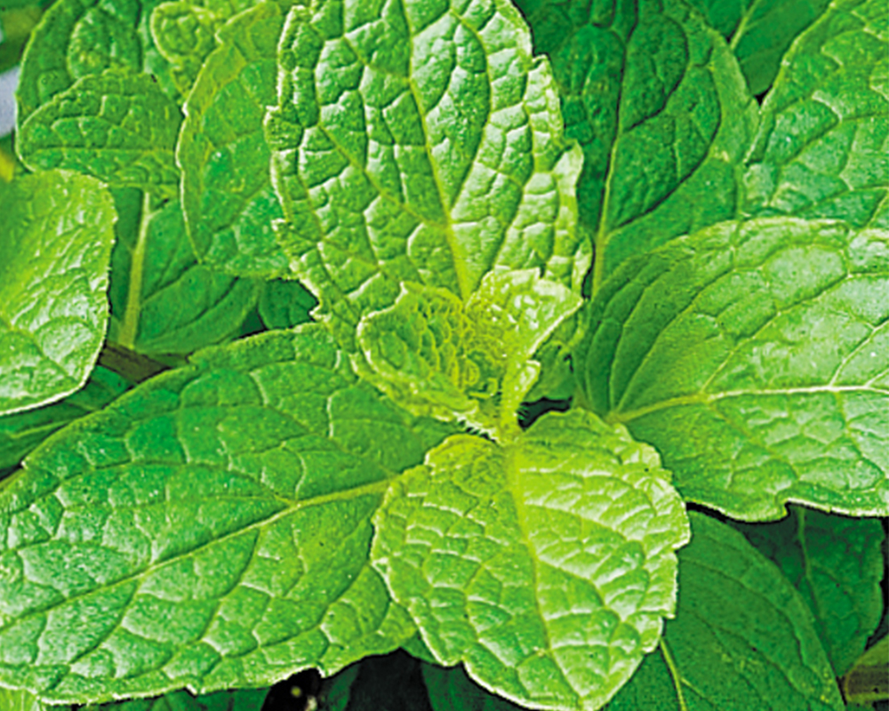 Herbal First Aid Kit - English Gardens