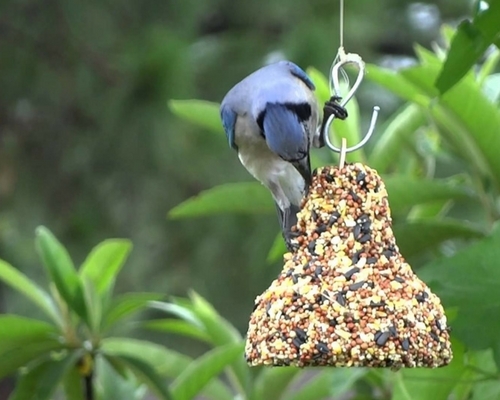 Top 5 Products to Get Kids Interested in Birding - English Gardens