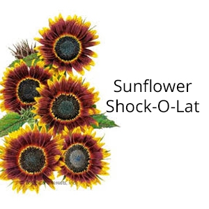 New Botanical Interests Seed Varieties - English Gardens