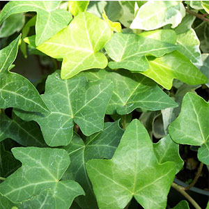 7 Cool Ways to Incorporate the 2017 Color of the Year - English Gardens